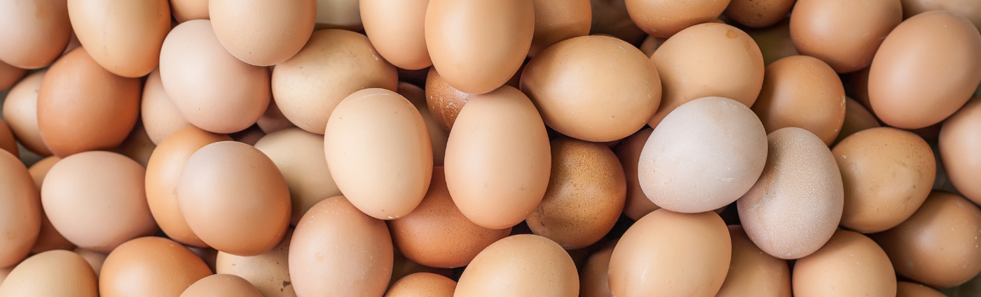 How to Design an Egg Collection System for Independent Egg Producers