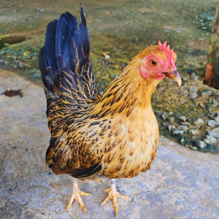 What are the Smallest Backyard Chicken Breeds? - The Egg Carton Store Blog