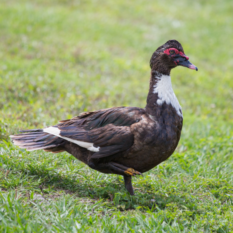 Duck Breeds by Size: The Smallest to the Largest Ducks - The Egg Carton ...