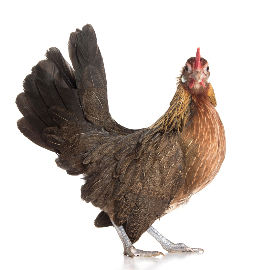 What are the Smallest Backyard Chicken Breeds? - The Egg Carton Store Blog