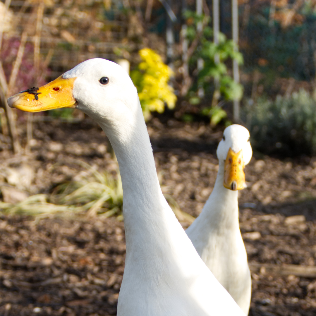 Duck Breeds by Size: The Smallest to the Largest Ducks - The Egg Carton ...