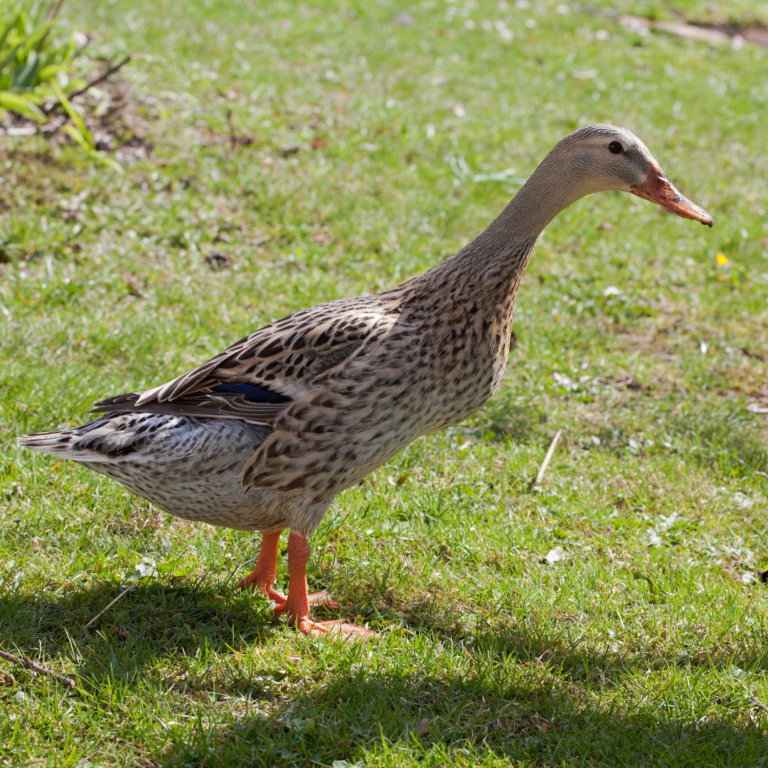 The 5 Best Duck Breeds for Laying Lots of Eggs - The Egg Carton Store Blog