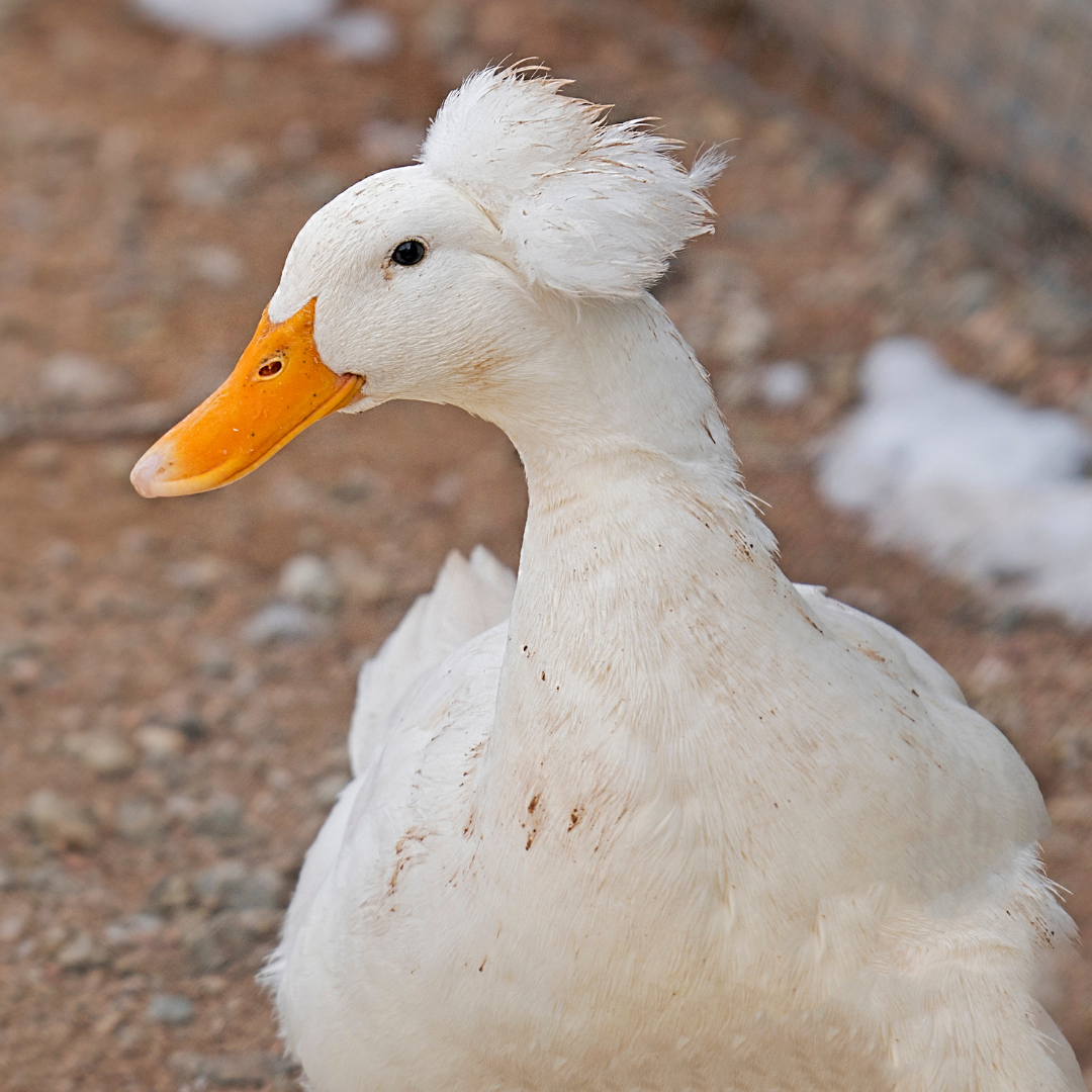 The 5 Best Duck Breeds for Laying Lots of Eggs - The Egg Carton Store Blog