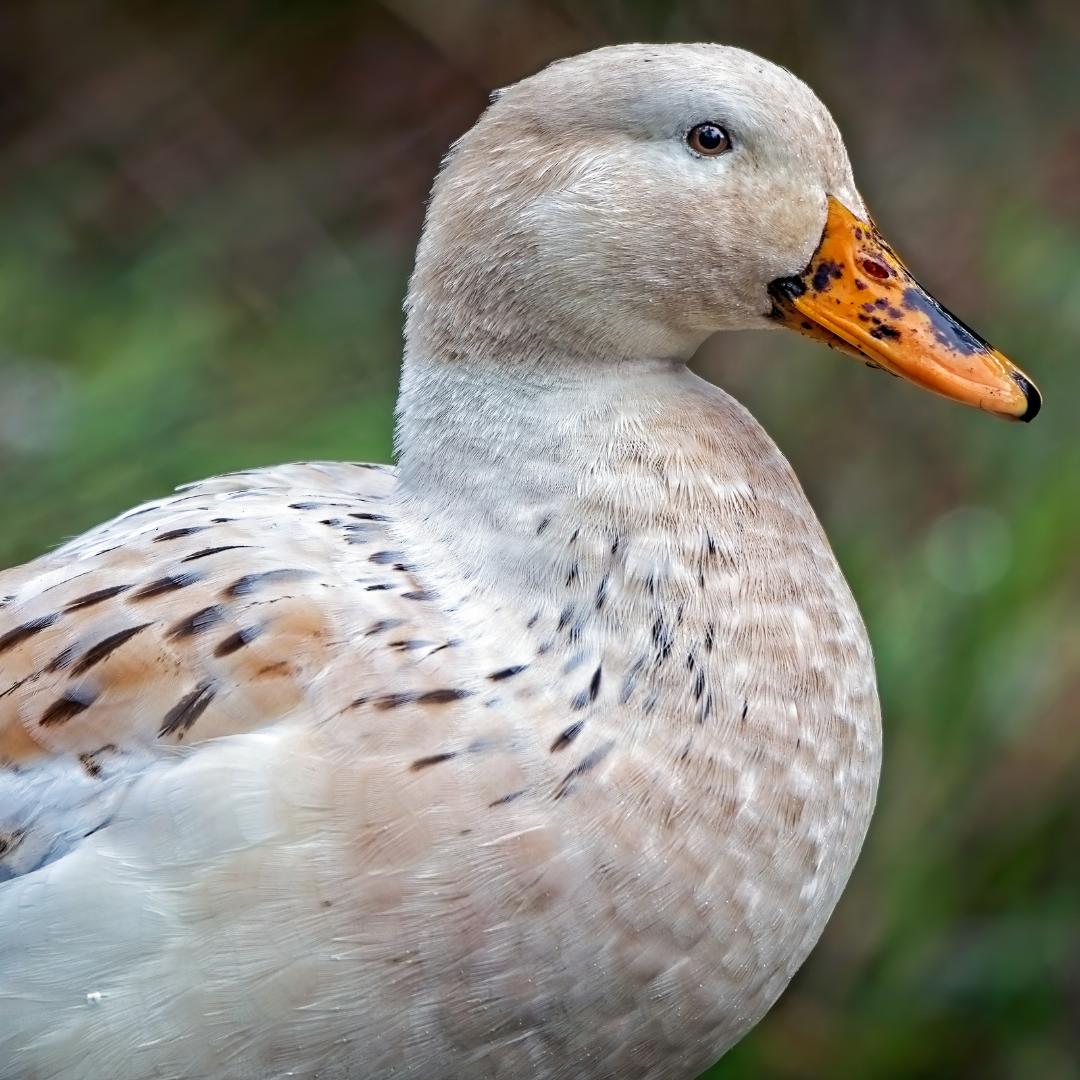 The 5 Best Duck Breeds for Laying Lots of Eggs - The Egg Carton Store Blog