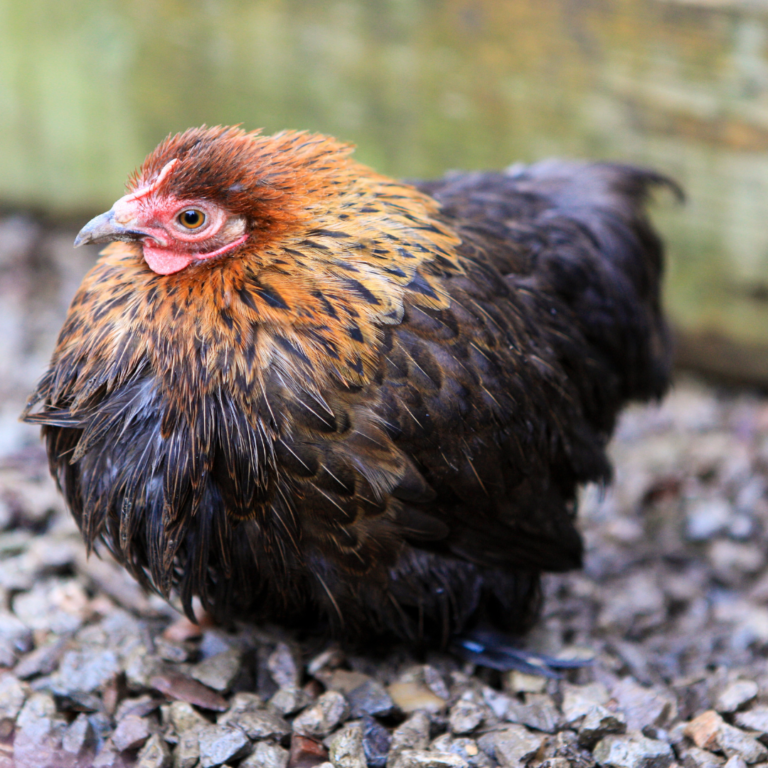 What are the Smallest Backyard Chicken Breeds? - The Egg Carton Store Blog