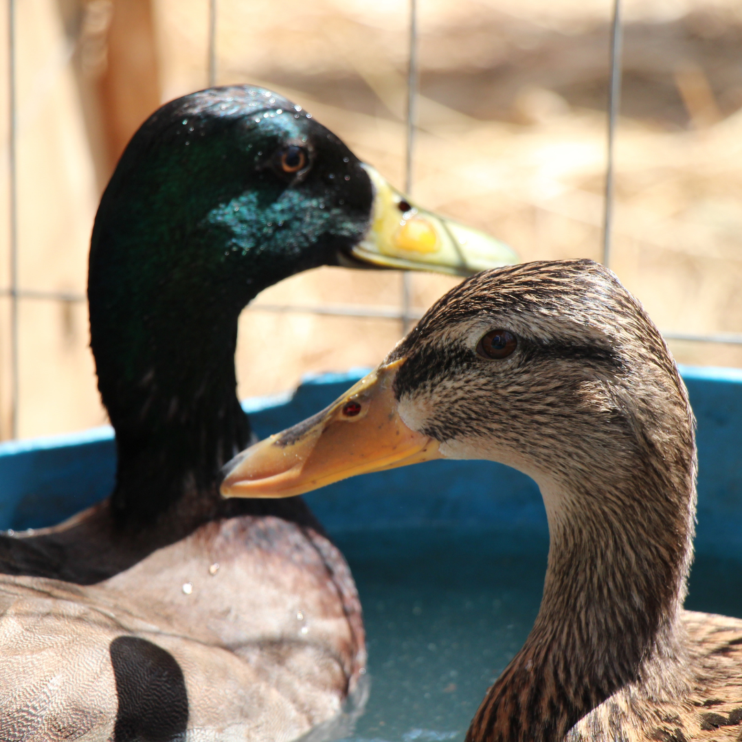 Duck Breeds by Size: The Smallest to the Largest Ducks - The Egg Carton ...