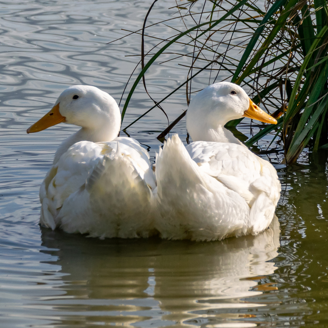 Duck Breeds by Size: The Smallest to the Largest Ducks - The Egg Carton ...