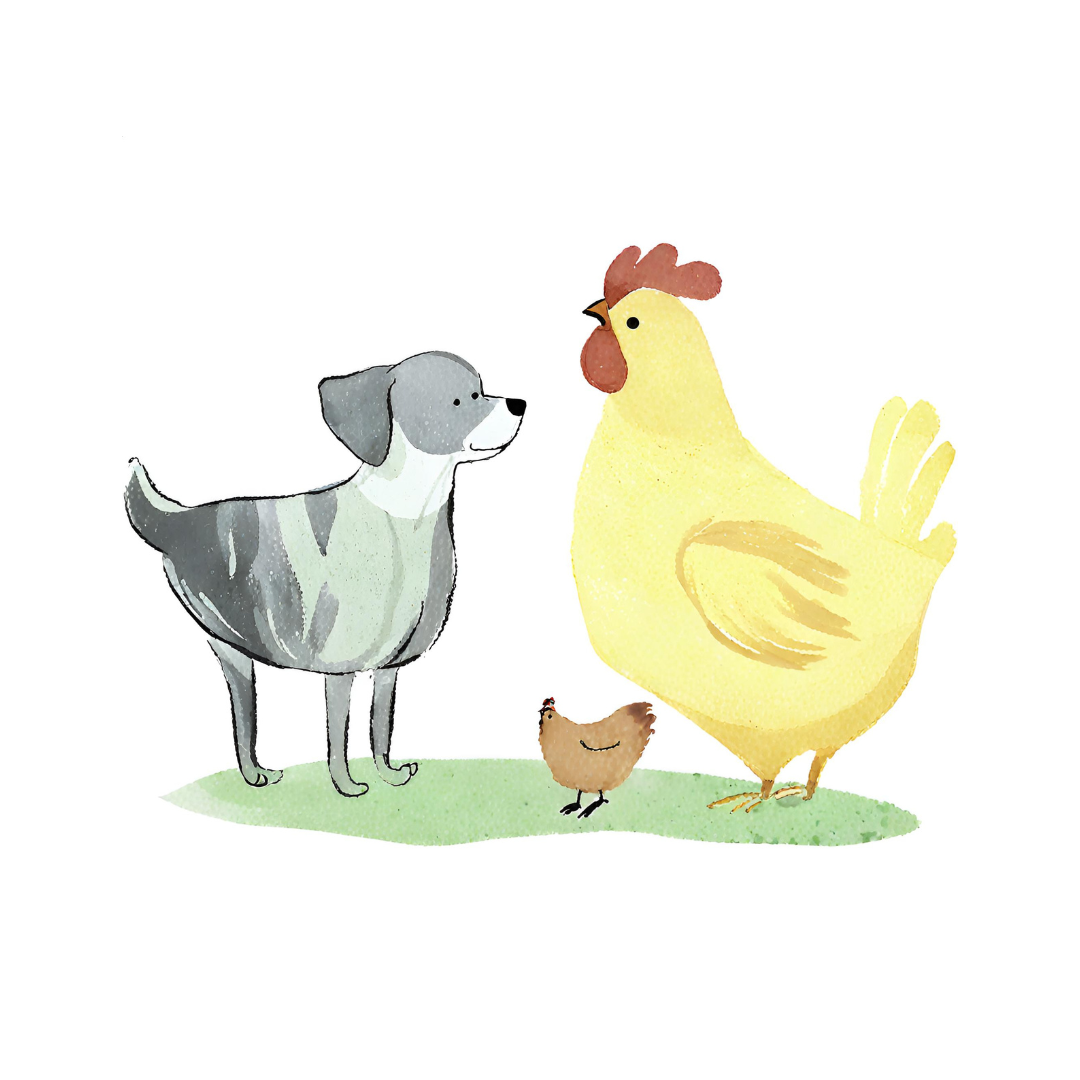 5 of the Best Chicken Breeds For Dog Lovers - The Egg Carton Store Blog