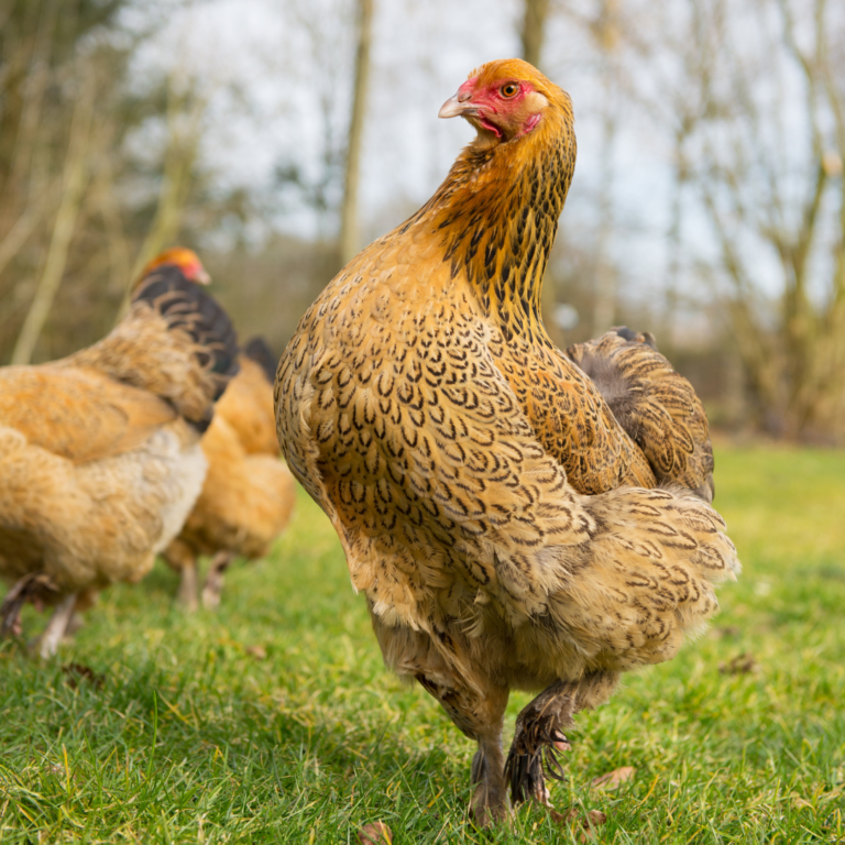 The 7 Quietest Chicken Breeds for a Peaceful Backyard - The Egg Carton ...