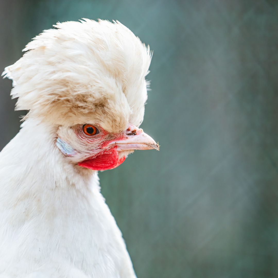 Top 5 of the Best Poultry Show Chicken Breeds - The Egg Carton Store Blog